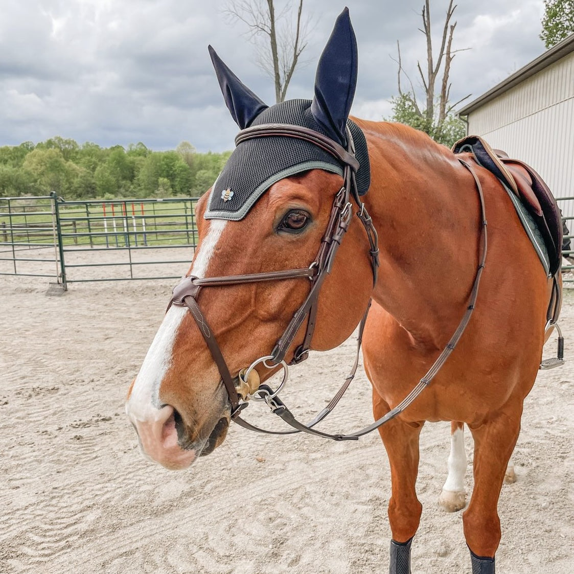 Bees – Pinsnickety